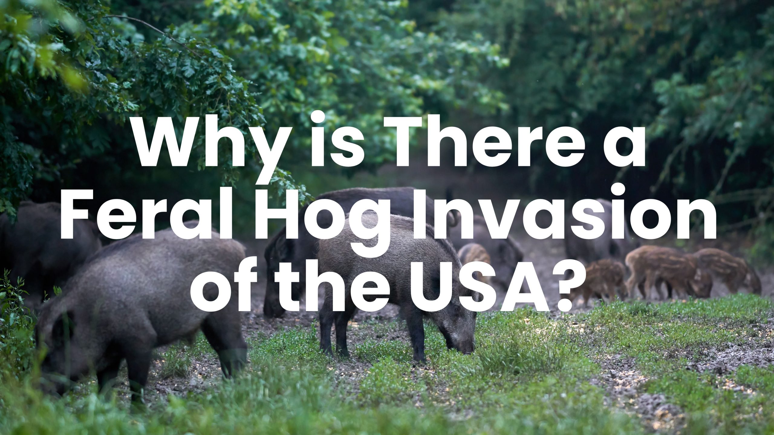 Why is there a feral hog invasion of the USA?