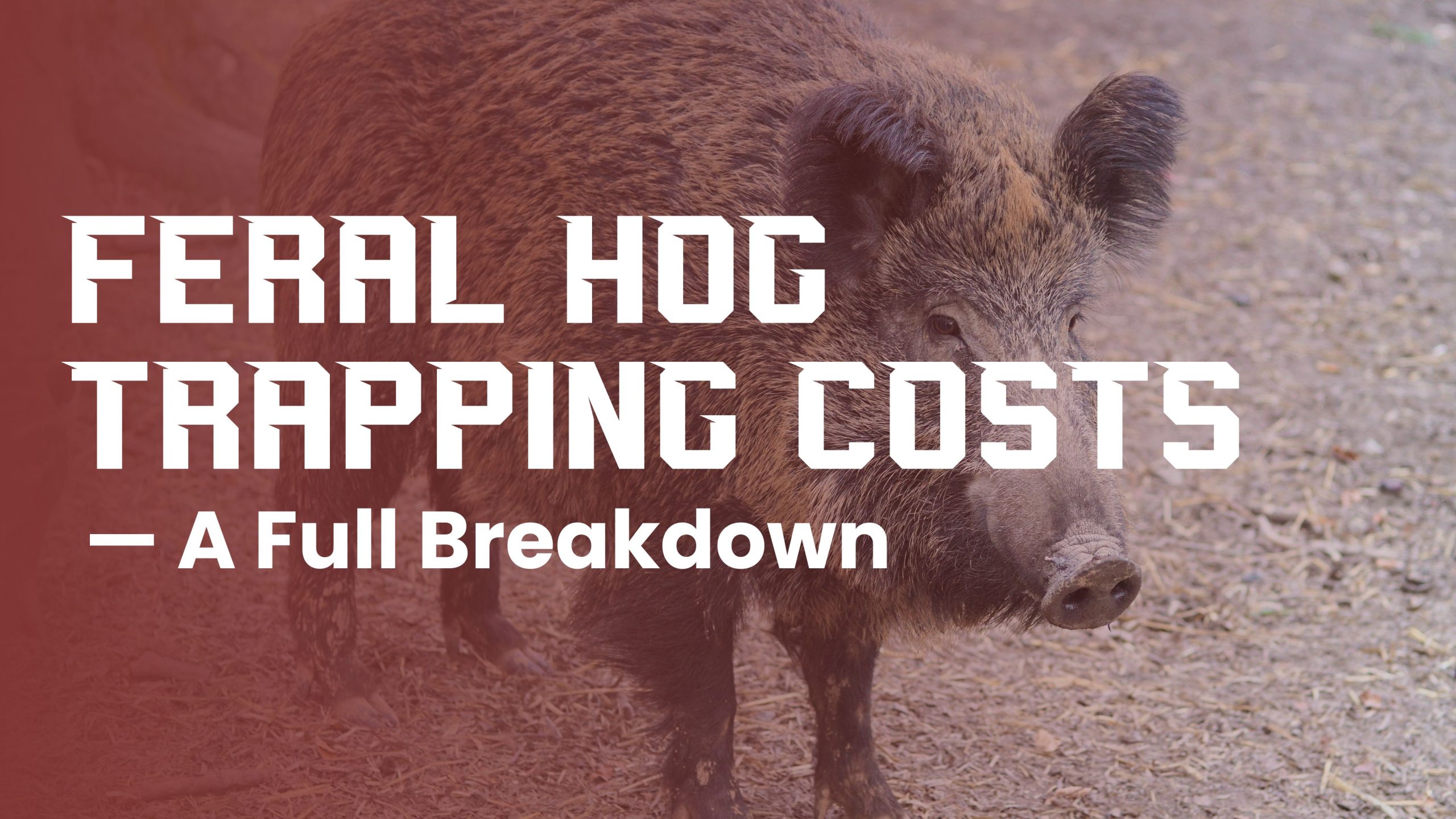 Feral Hog Trapping Costs — A Full Breakdown
