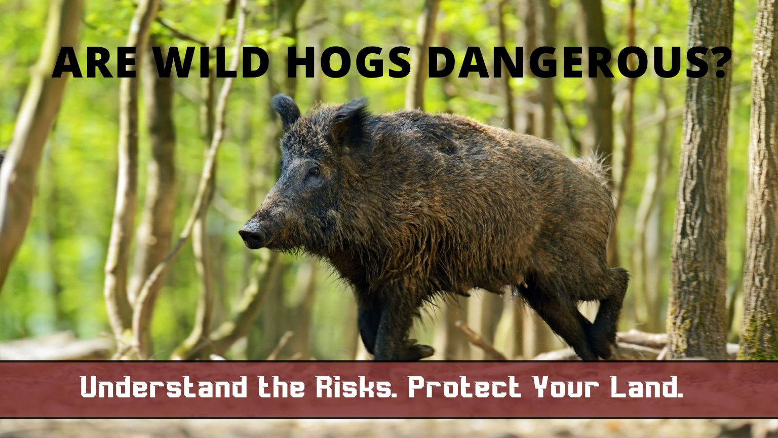 Are Wild Hogs Dangerous? Understand the Risks. Protecting Your Land.