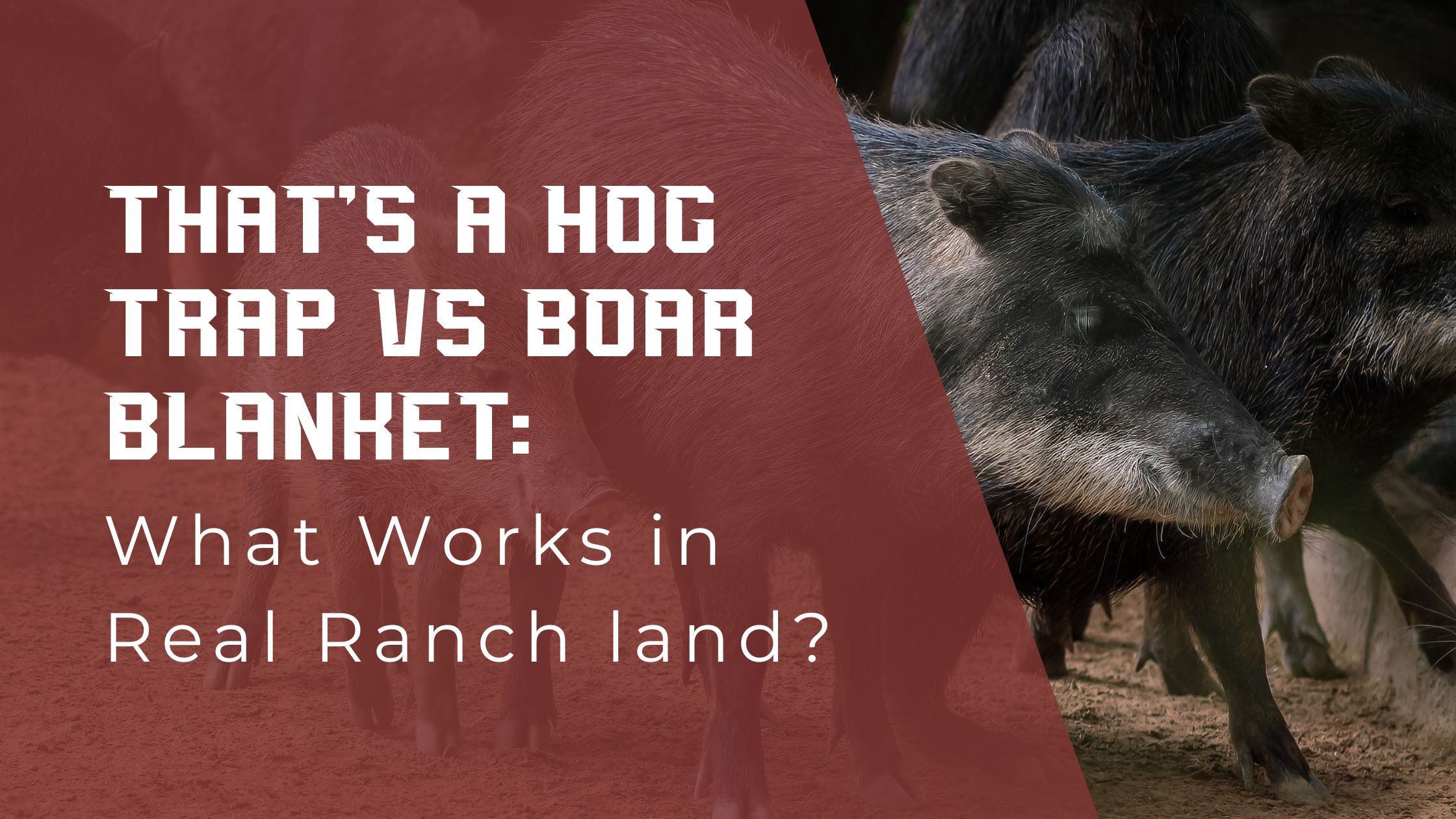 That’s A Hog Trap vs Boar Blanket: What Works in Ranch land?
