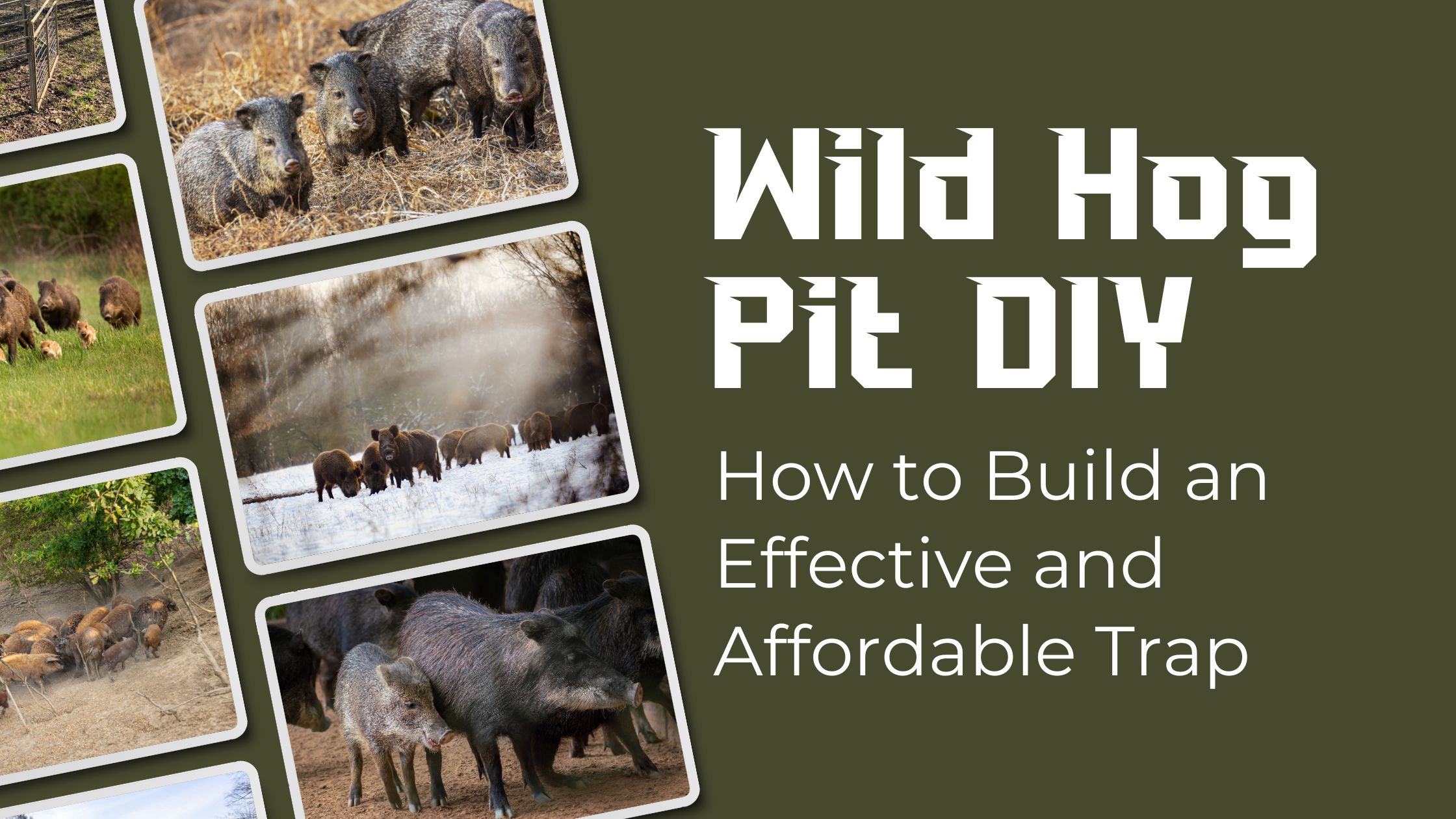 Wild Hog Pit DIY: How to Build an Effective and Affordable Trap