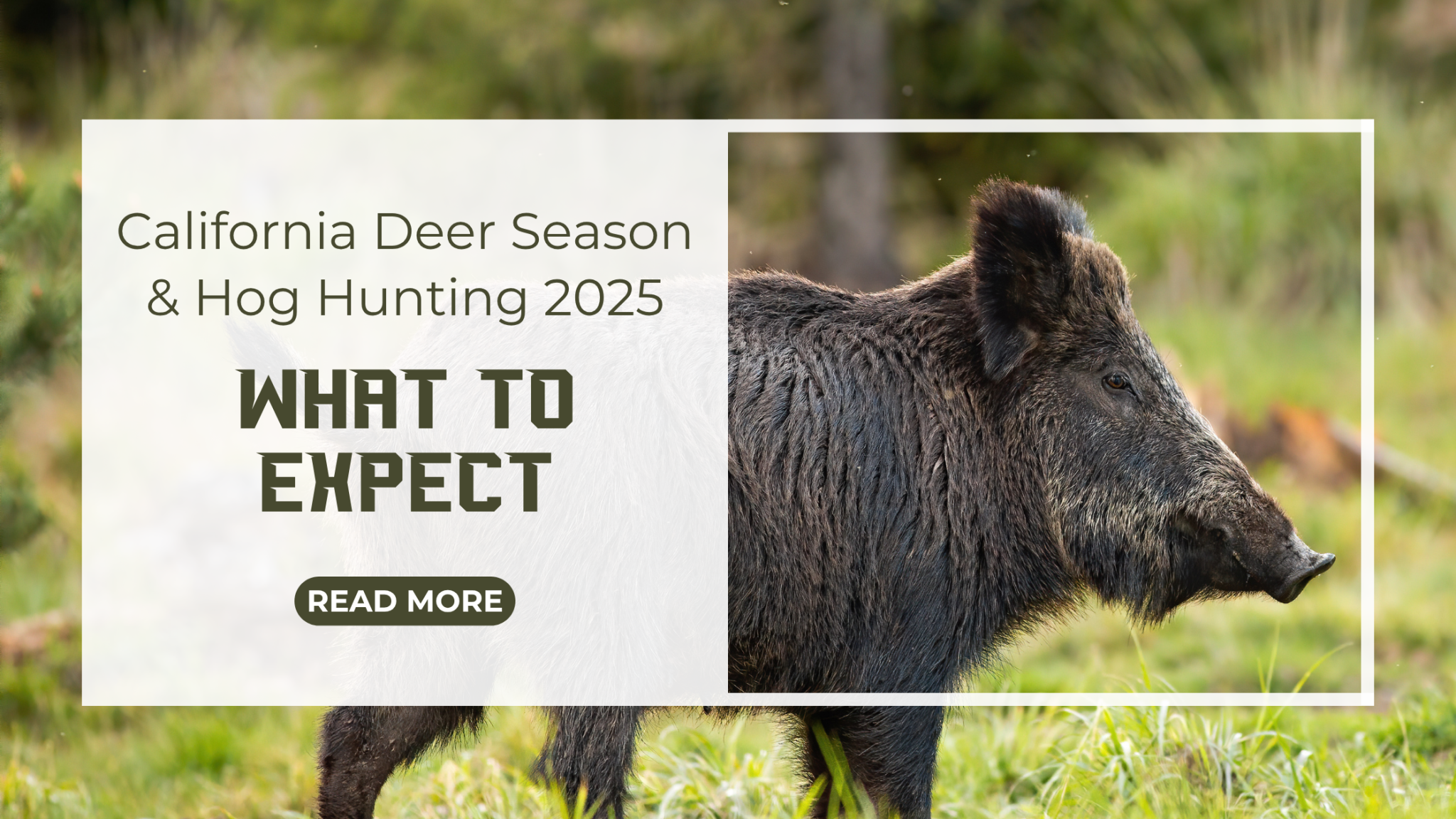 California Deer Season & Hog Hunting 2025: What to Expect