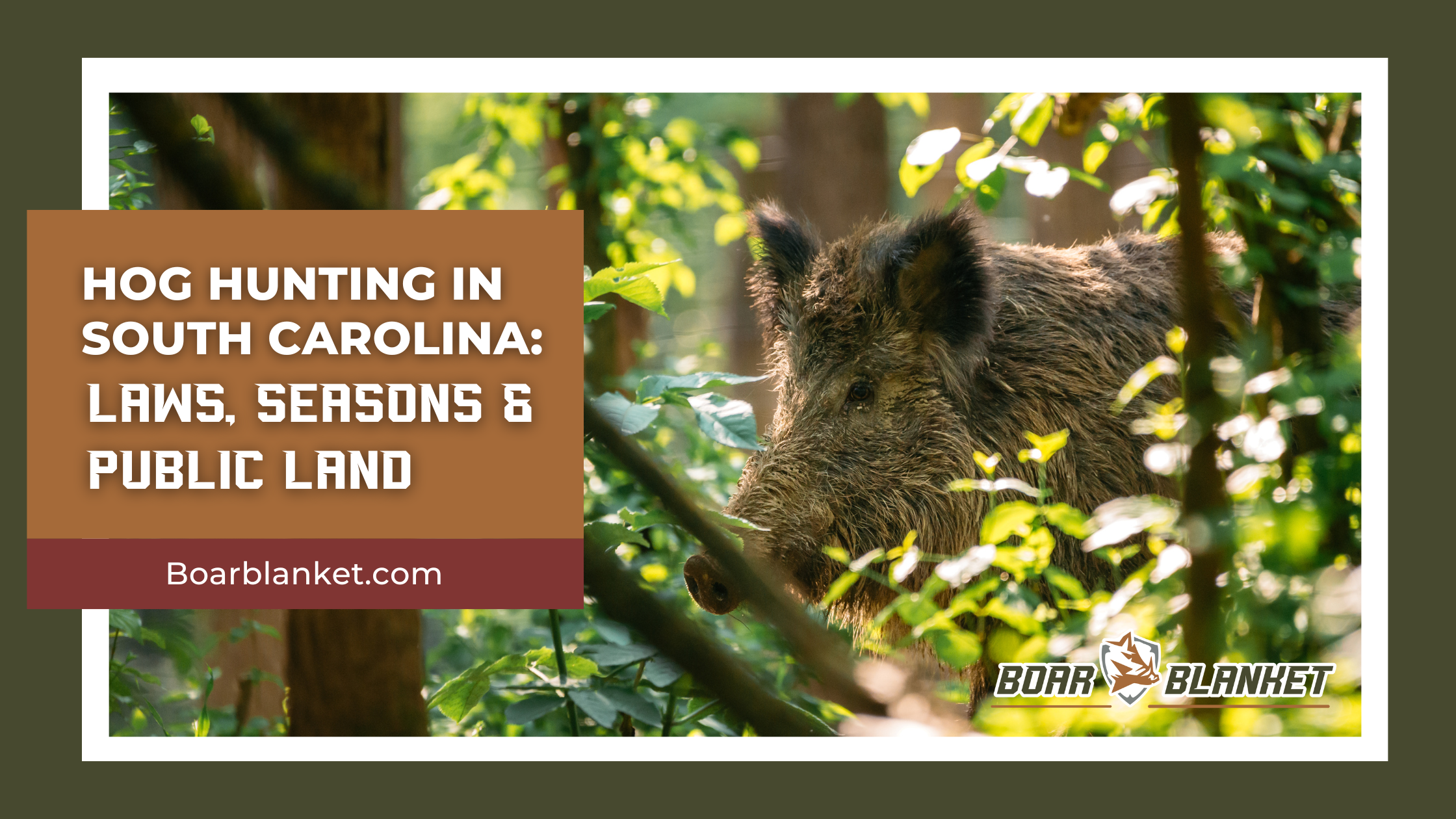 Hog Hunting in South Carolina: Laws, Seasons & Public Land