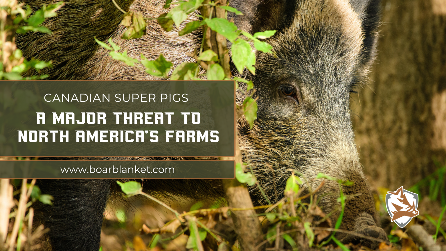 Canadian Super Pigs: A Major Threat to North America’s Farms