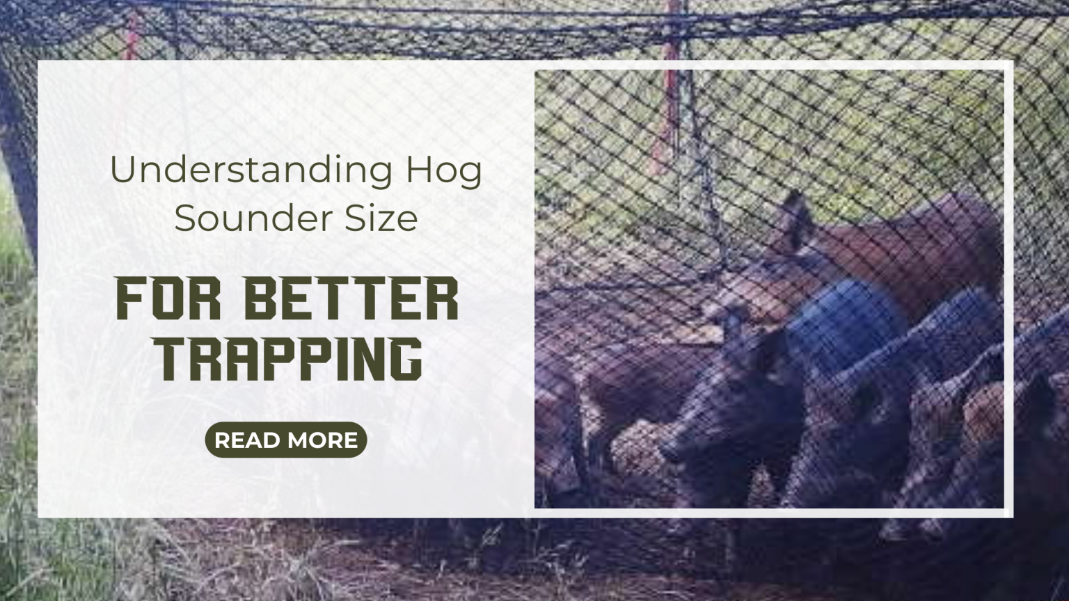 Understanding Hog Sounder Size for Better Trapping