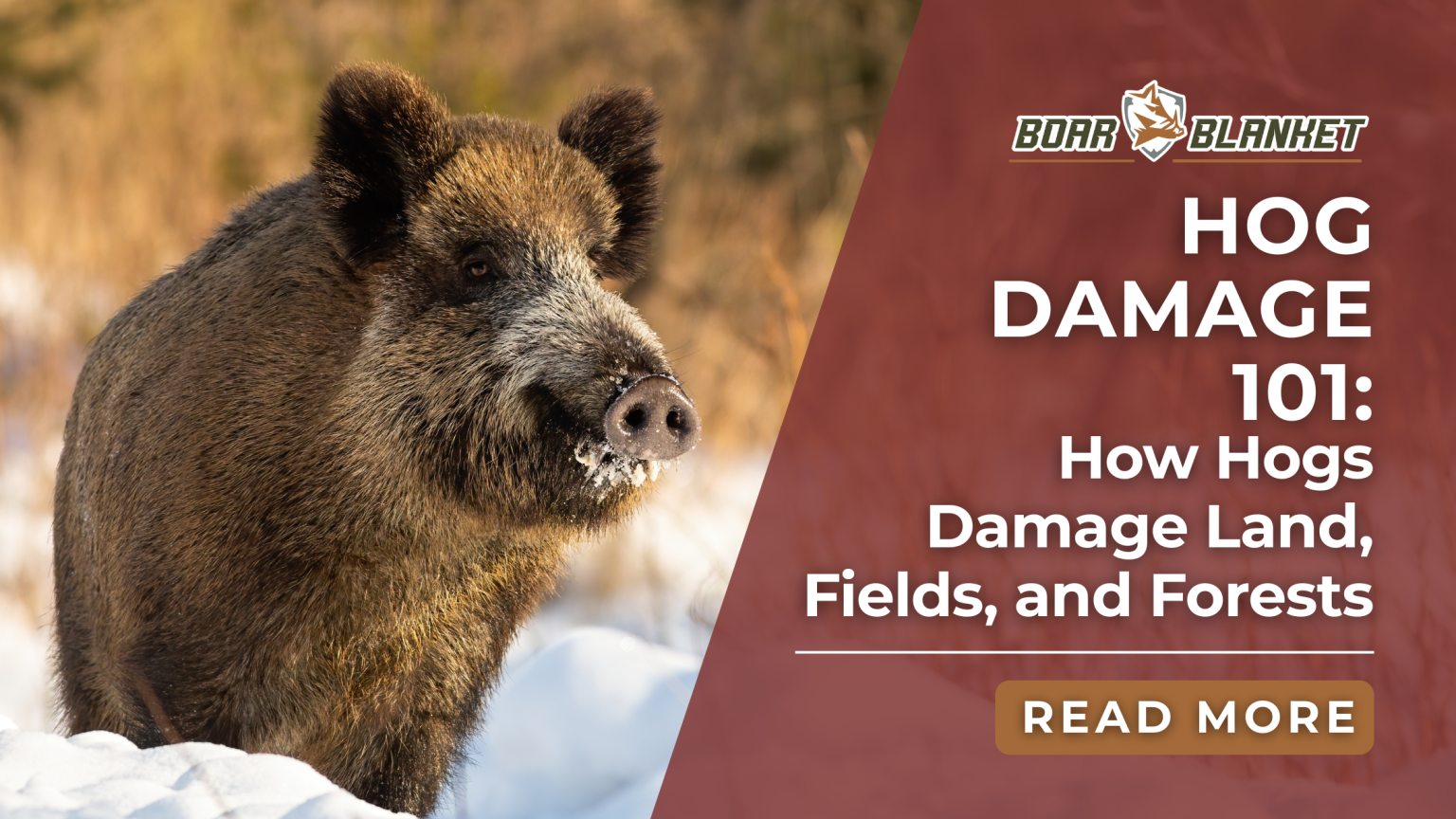 Hog Damage 101: How Hogs Damage Land, Fields, and Forests