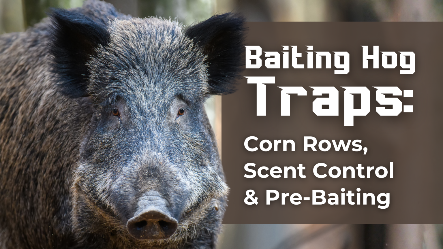 Baiting Hog Traps: Corn Rows, Scent Control & Pre-Baiting