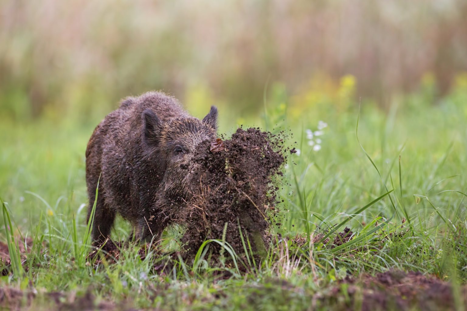 Hog Rooting Explained: Why Pigs Destroy Fields & Forests