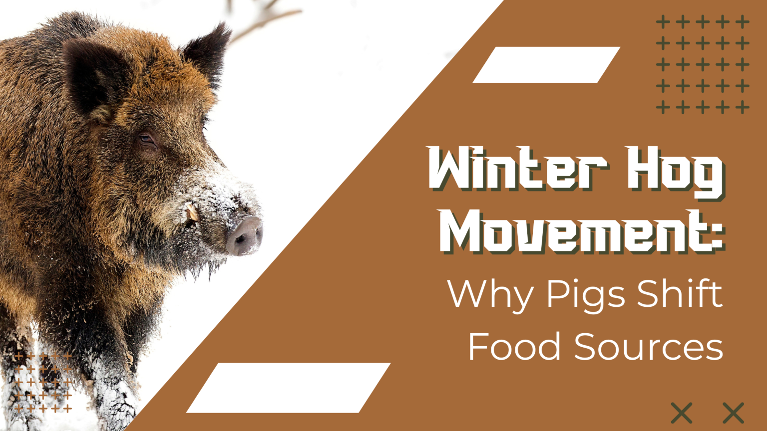 Winter Hog Movement: Why Pigs Shift Food Sources