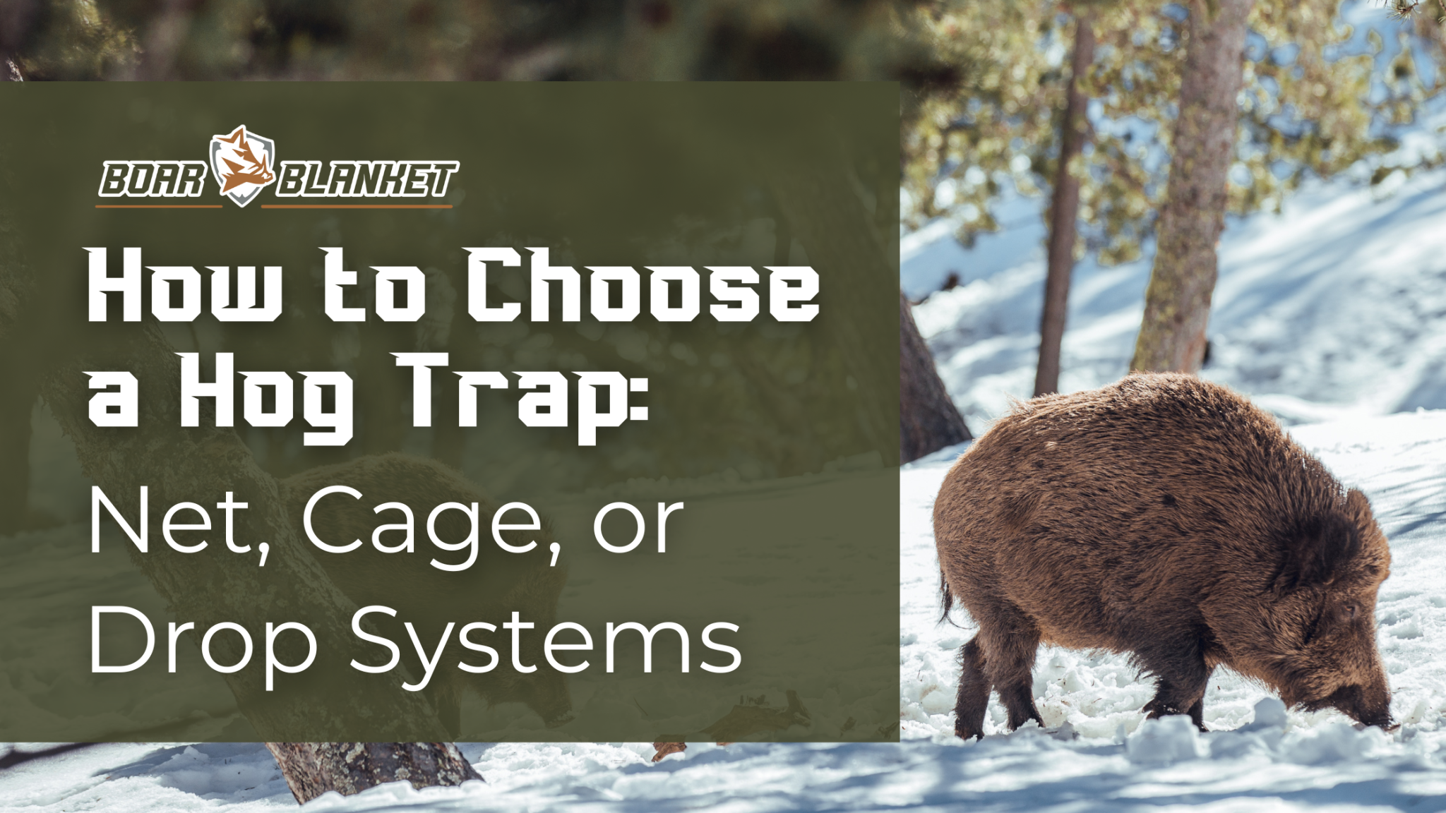 How to Choose a Hog Trap: Net, Cage, or Drop Systems