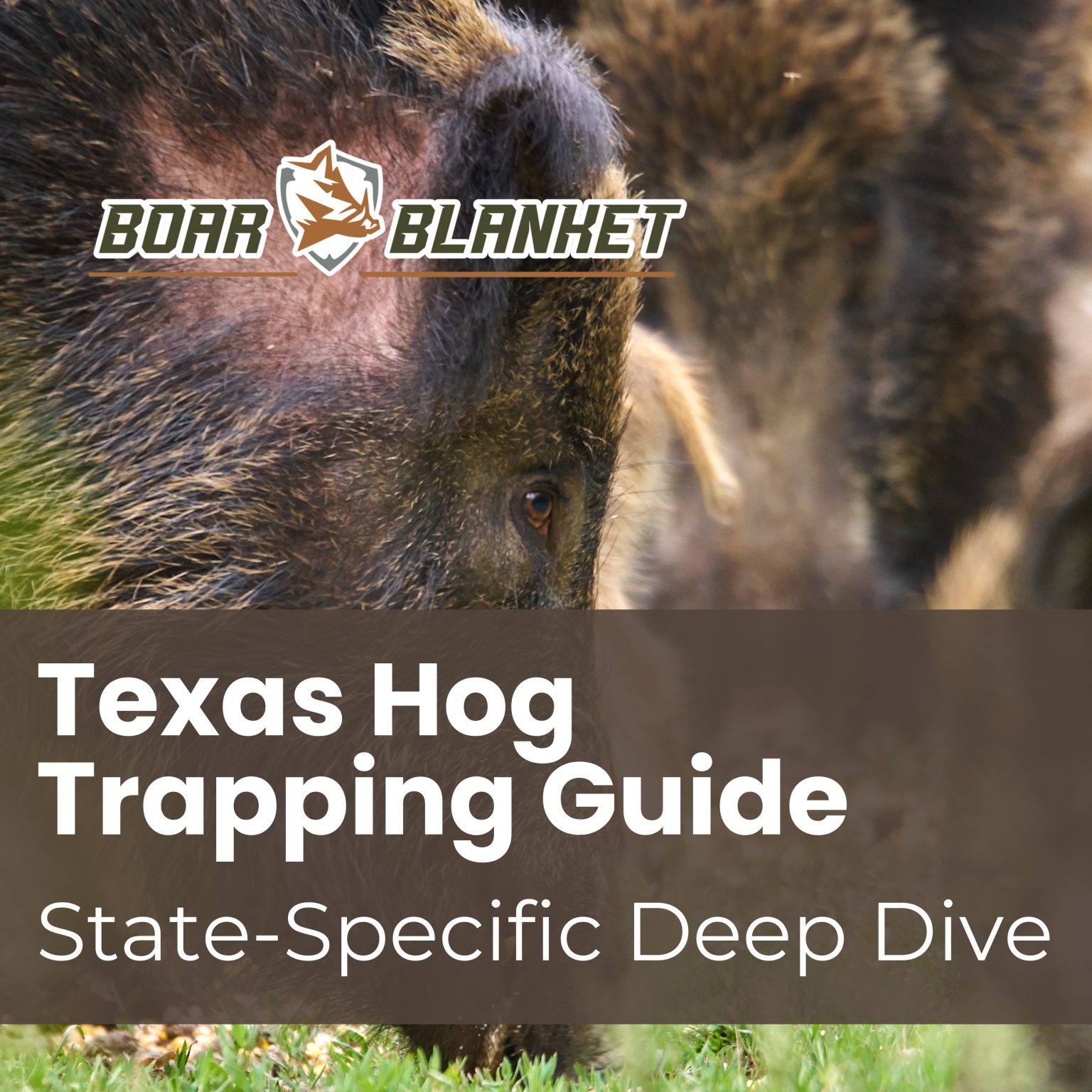 Texas Hog Trapping Guide | Boar Blanket